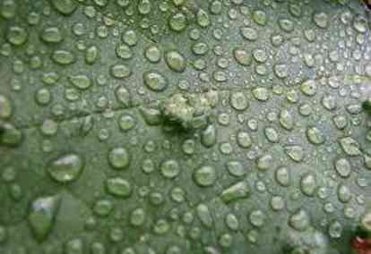 Hamdani Sekumpul: Kisah Embun di Daun Semanggi