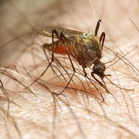 Halofantrin, Anti-Malaria Drugs for Serious Infections | Info Health