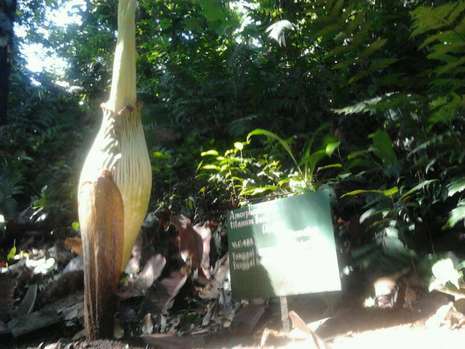 5 Tempat Yang memiliki Bunga Berbau Busuk - Asalasah