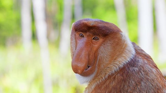 Si Hidung Mancung Asli Kalimantan yang Jadi Maskot Dufan